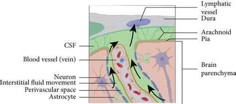 Connection Between The Glymphatic System And The Mlv Download Scientific Diagram
