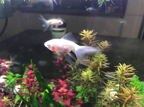 이 금붕어 종이 뭔가요 지식in