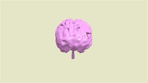 Segmentation Brain 3d Model By Montescaro [0dae872] Sketchfab
