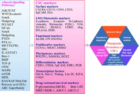 List Of Signaling Pathways Involved And Markers Expressed In Cancer Stem Download Scientific