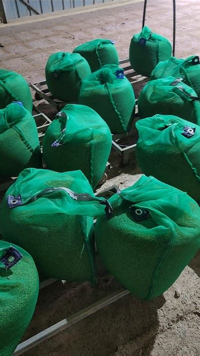 모내기 준비를 얼마나 했냐면요 모내기 파종 청년농부 시골청년 시골농부 농사 농촌 트랙터 이앙기 파종기 콤바인