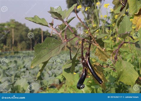 Brinjal Plants In The Farm For Harvesting Stock Image Image Of Eggplant Vitamin 351636117