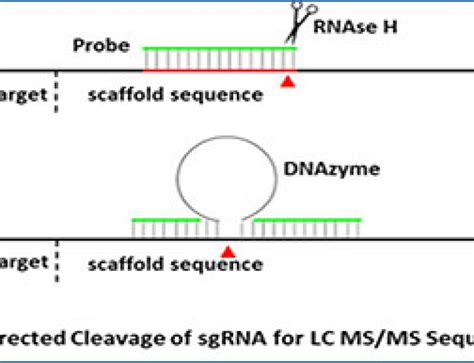 scnet integrating protein interaction networks with rna sequencing