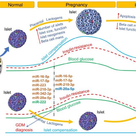 Circulating Mirna Profile At Different Stages Of Gestational Diabetes Download Scientific