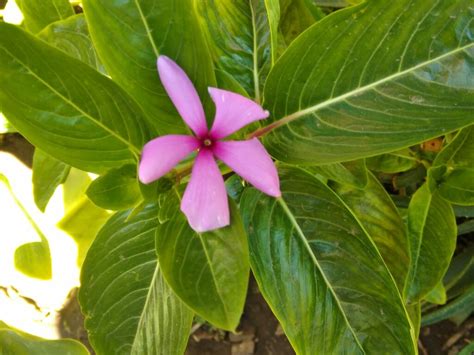 Zonal Geraniums Guide Everything You Need To Know