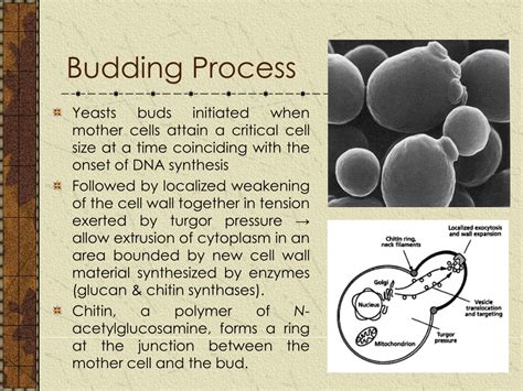 Ppt Fungal Spores And Dispersal Characteristics Importance And