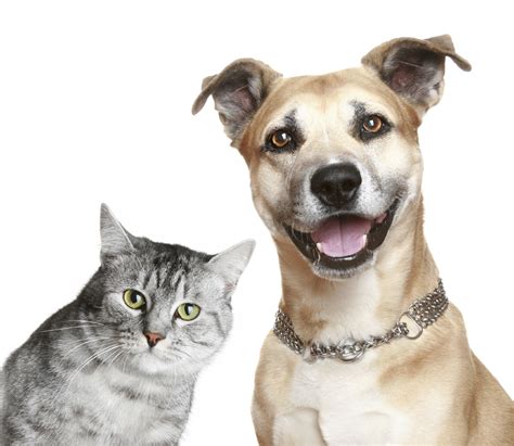 Deep Learning Preparing Dataset With MultiLabels For Classification