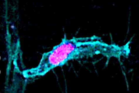 Do Men Really Have Higher Sex Drives Than Women