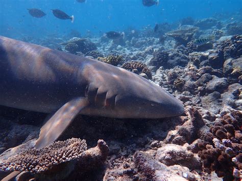 2023年 Guraidhoo Excursions And Water Sports 行く前に！見どころをチェック トリップアドバイザー