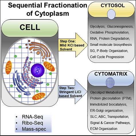 Transcriptome Proteome And Protein Synthesis Within The Intracellular