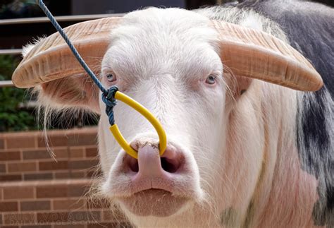 Kerbau Dicucuk Hidungnya Artinya Arti Peribahasa Seperti Kerbau