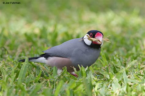 Java Sparrow Joe Fuhrman Photography