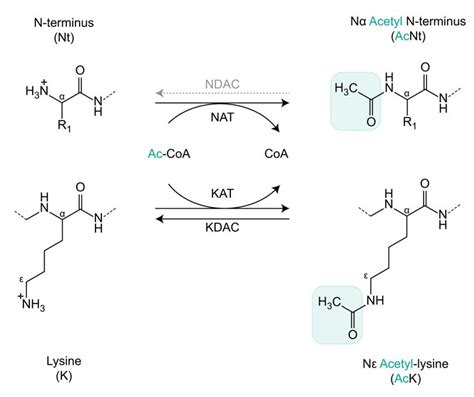 N Acetylation Analysis A Key Post Translational Modification