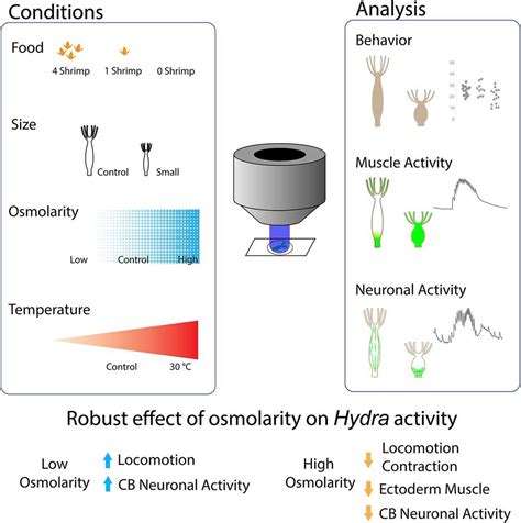 Understanding The Hydra Diagram In Class A Comprehensive Guide