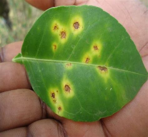 Symptoms Of Pseudocercospora Leaf And Fruit Spot A Chlorotic Lesions Download Scientific