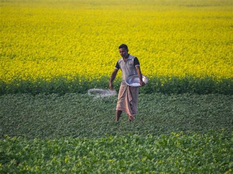 Cabinet Approves Pm Pranam To Incentivise States To Promote Alternative Fertilizers