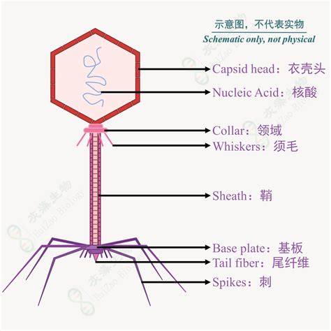 人疱疹病毒2型dna标准品 Hzb371771 Vs 产品详情 灰藻生物