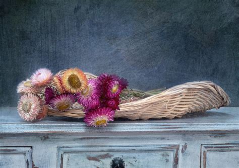 Strawflowers Photograph By Denis O Reilly Fine Art America