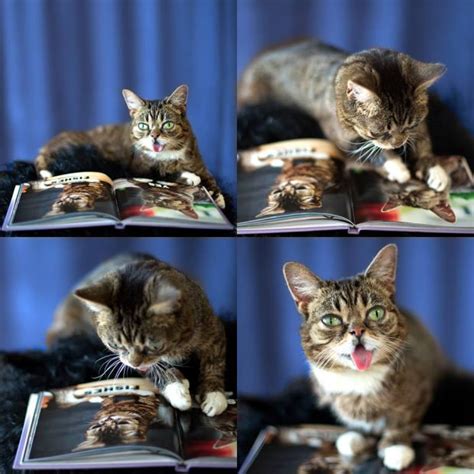 Super Pisi Star Lil Bub Super Pisi