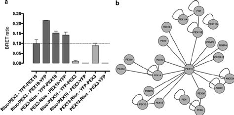 Determination Of Binary Ppi Of Peroxisomal Proteins By Bret A Download Scientific Diagram