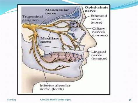 Trigeminal Nerve Anatomy Pptx