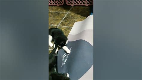 장난꾸러기 고양이일상 소중이형제 Youtube