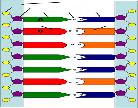 Dna Base Structure Quiz