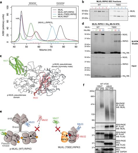 Pseudokinase Domain Dimerization Drives Full Length Mlkl Download