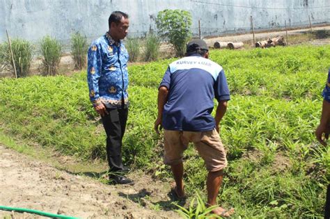 Rutan Masamba Manfaatkan Lahan Kosong untuk Bercocok Tanam Serta Pelatihan Budidaya Ikan Nila ...