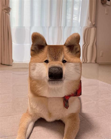 Cute Doggo Videos And Pictures Will Make You Smile Kingdomofdoggos