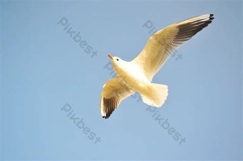 150 000 ภาพ ภาพนกนางนวลน่ารัก ดาวน์โหลดฟรี Pikbest