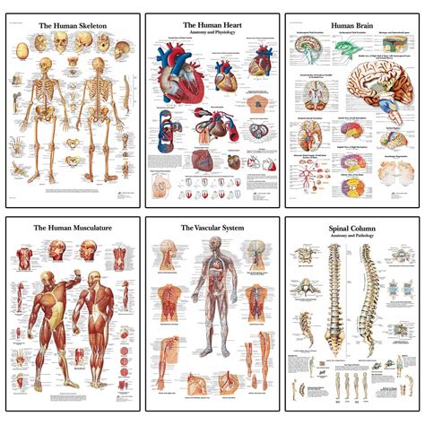 Anatomy And Physiology Diagrams Printable Human Anatomy Chart