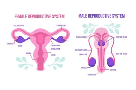 Reproductive System Diagram Labeled
