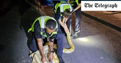 Police Called In To Seize 12ft Python Loose In Midlands Street