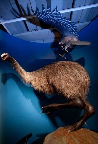 Haasts Eagle Aquila Moorei Collections Online Museum Of New