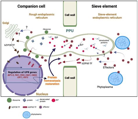 Sieve Element Consists Of At Jackson Nicolle Blog