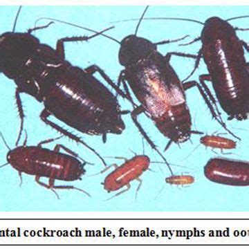 Nickher User Bandlab Make Music Online