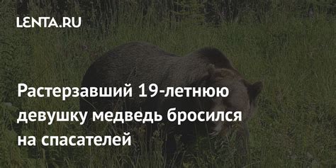 Растерзавший 19 летнюю девушку медведь бросился на спасателей Звери Из жизни