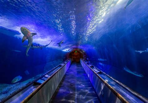 San Francisco Aquarium