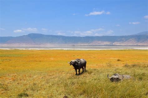 Part1 아프리카여행탄자니아여행세렝게티 국립공원 탄자니아 여행일정 탄자니아 비자 세렝게티 국립공원 사파리 투어 정보 탄자니아 아루샤 탄자니아 다르에스살람