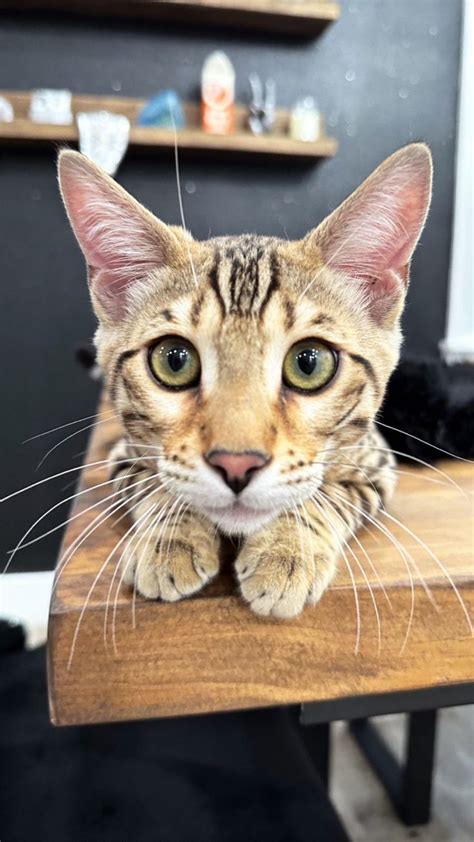 Loki The Bengal Cat Caring For Sphynx Cats At Home Sphynx Cat