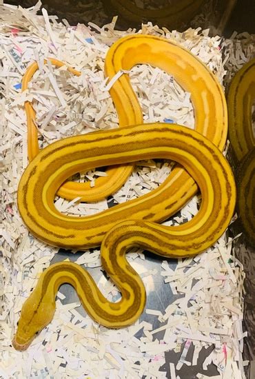 Sun Tiger Orange Ghost Stripe Reticulated Python By Jc Reptiles