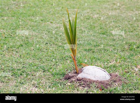 Coconut Palm Seedling Cocos Nucifera Growing From Seed Stock Photo Alamy