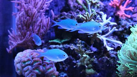 그린크로미스 이미지 스톡 사진 및 일러스트 Istock