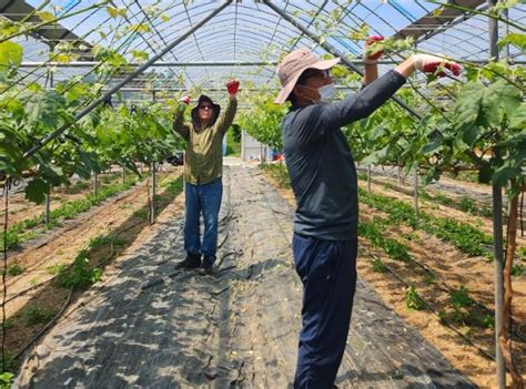 군위군 총무과 농촌일손돕기‘구슬땀