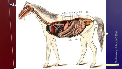Aparato Digestivo Del Equino Youtube