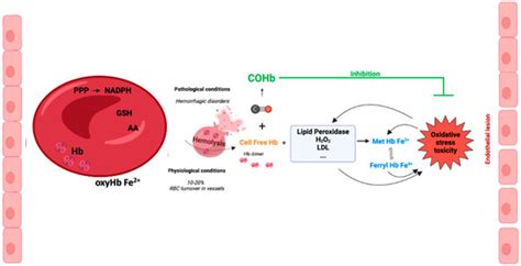 Carboxyhemoglobin Cohb Unavoidable Bystander Or Protective Player