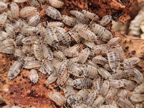 Dairy Cow Isopod By Sea Breeze Reptiles Morphmarket