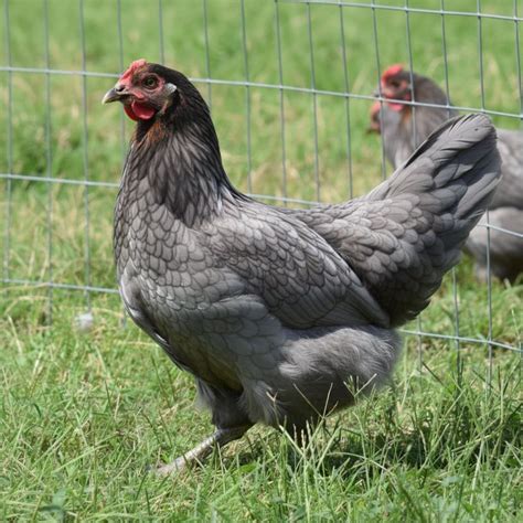 23 Chickens That Lay Blue Eggs Breeds Care And Where To Buy