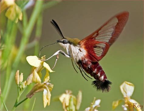 Hummingbird Moth Range Map
